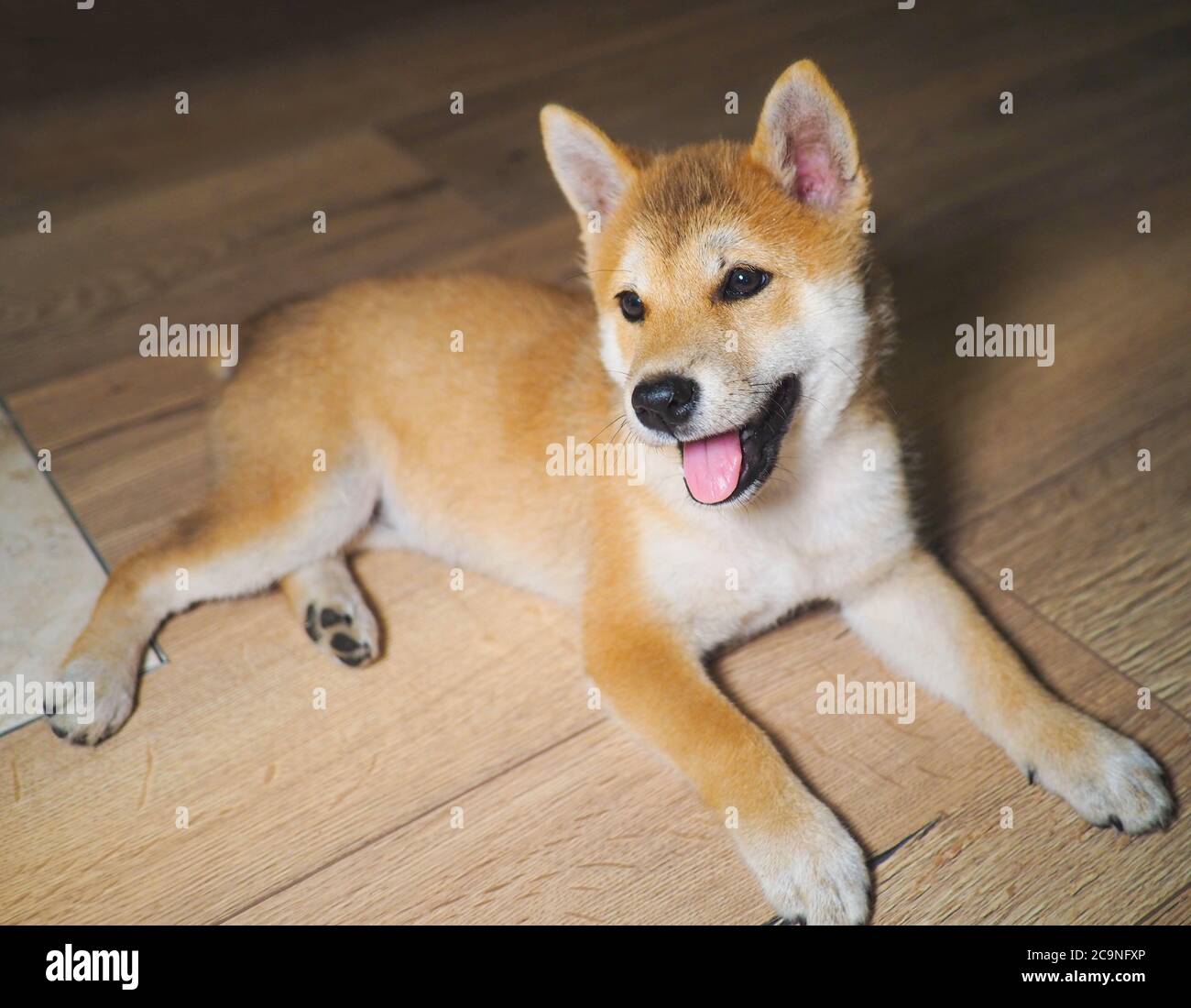 Are Shiba Inus Part Fox