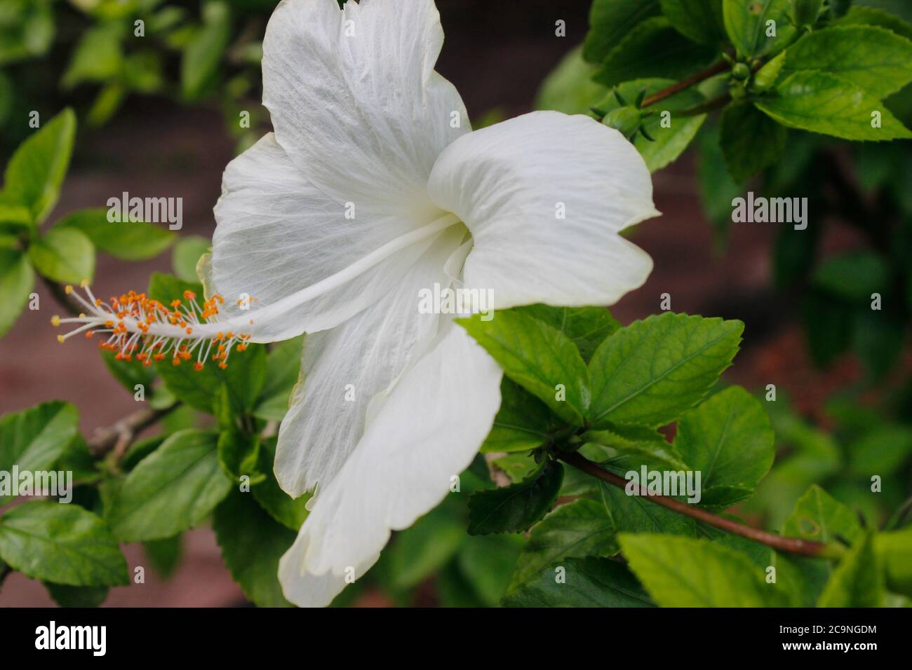 A picture of flowers Stock Photo - Alamy