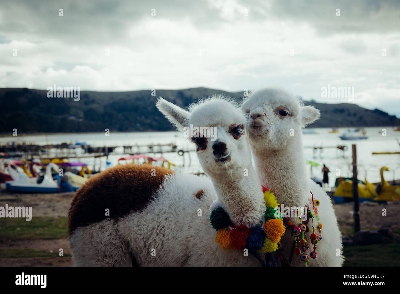 Two cute baby alpacas in the coast of Titicaca Lake, Copacabana ...