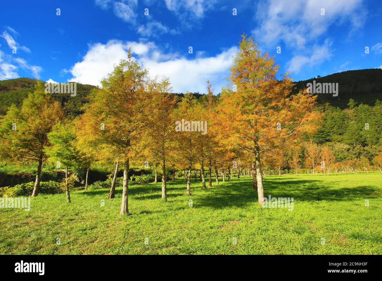 Landscape of Bald cypress trees,many beautiful colorful trees growing ...