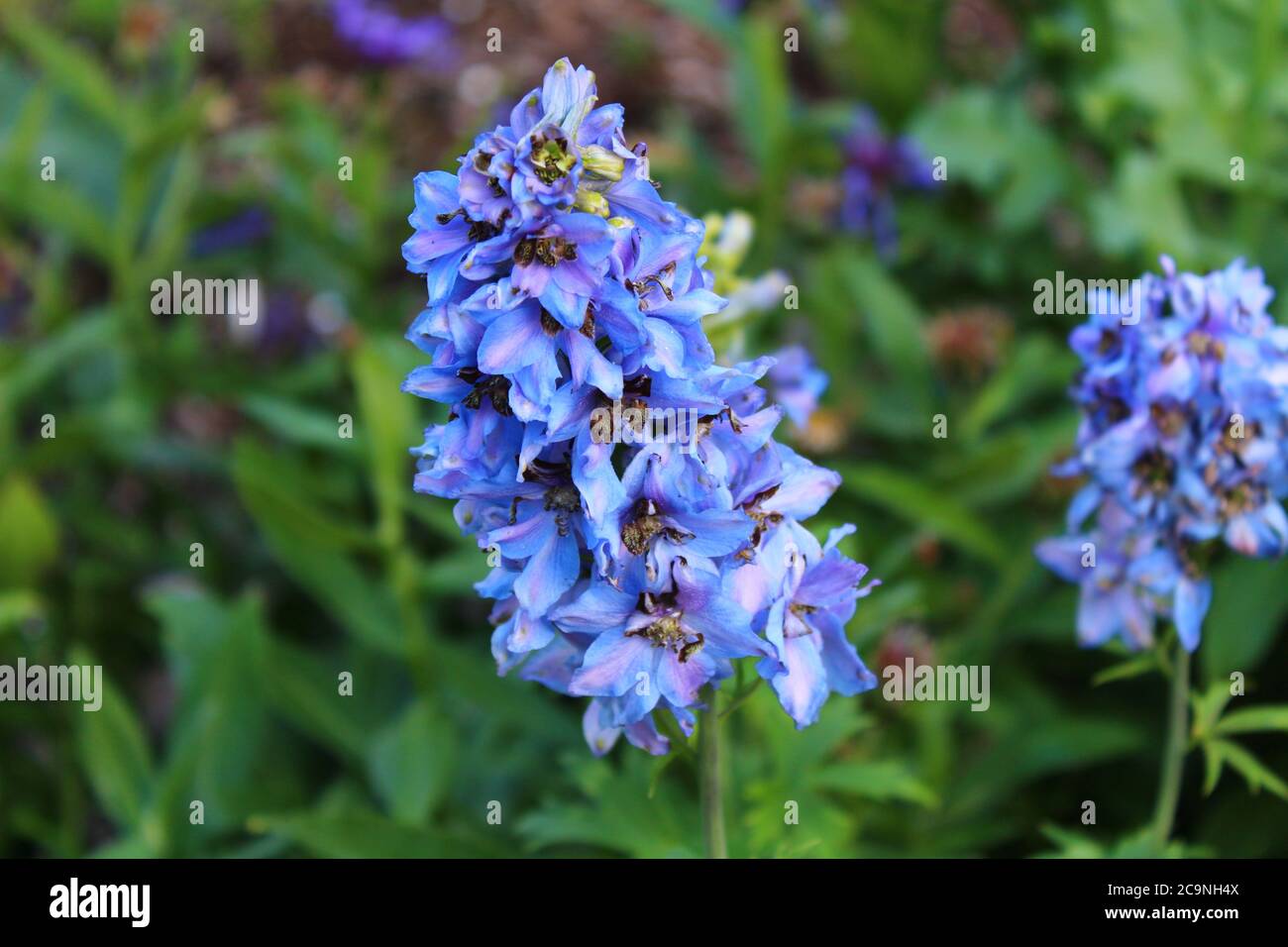 Blue larkspur hi-res stock photography and images - Alamy