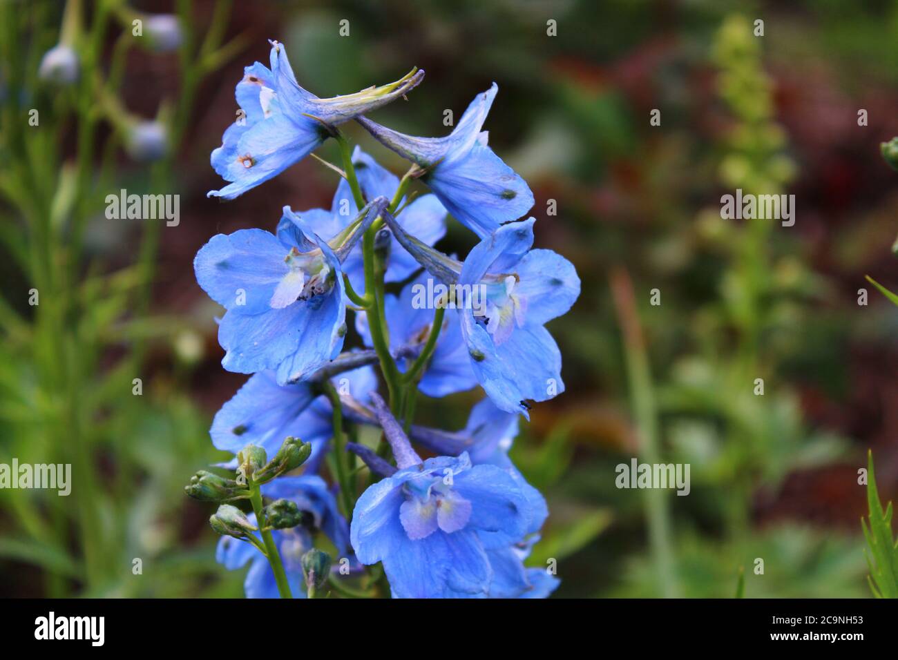 The picture shows a blue larkspur in the garden Stock Photo - Alamy