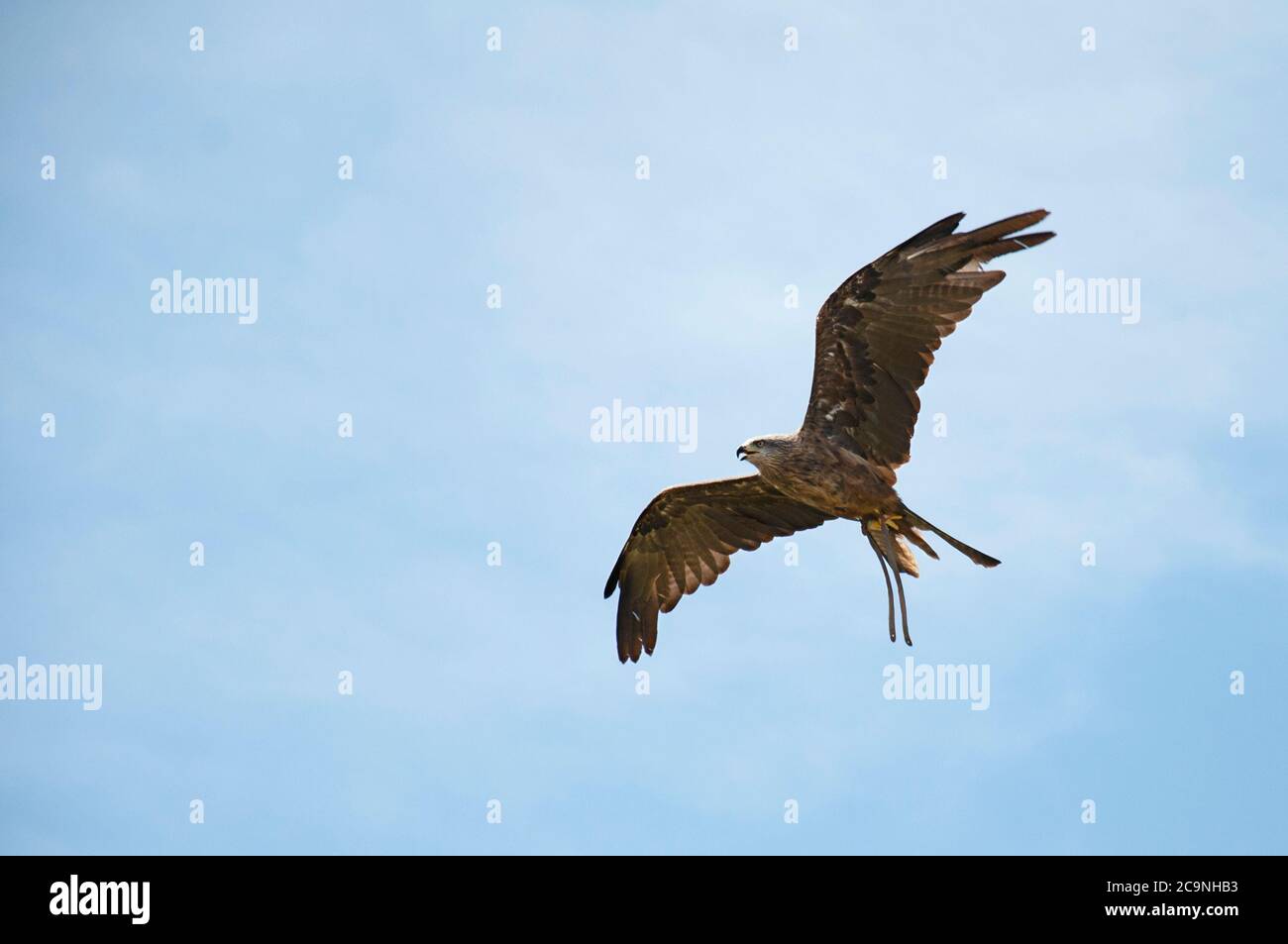 Captive kite hi-res stock photography and images - Alamy