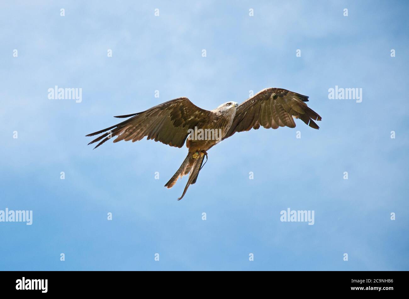 Captive black kite (milvus migrans) in flight Stock Photo - Alamy