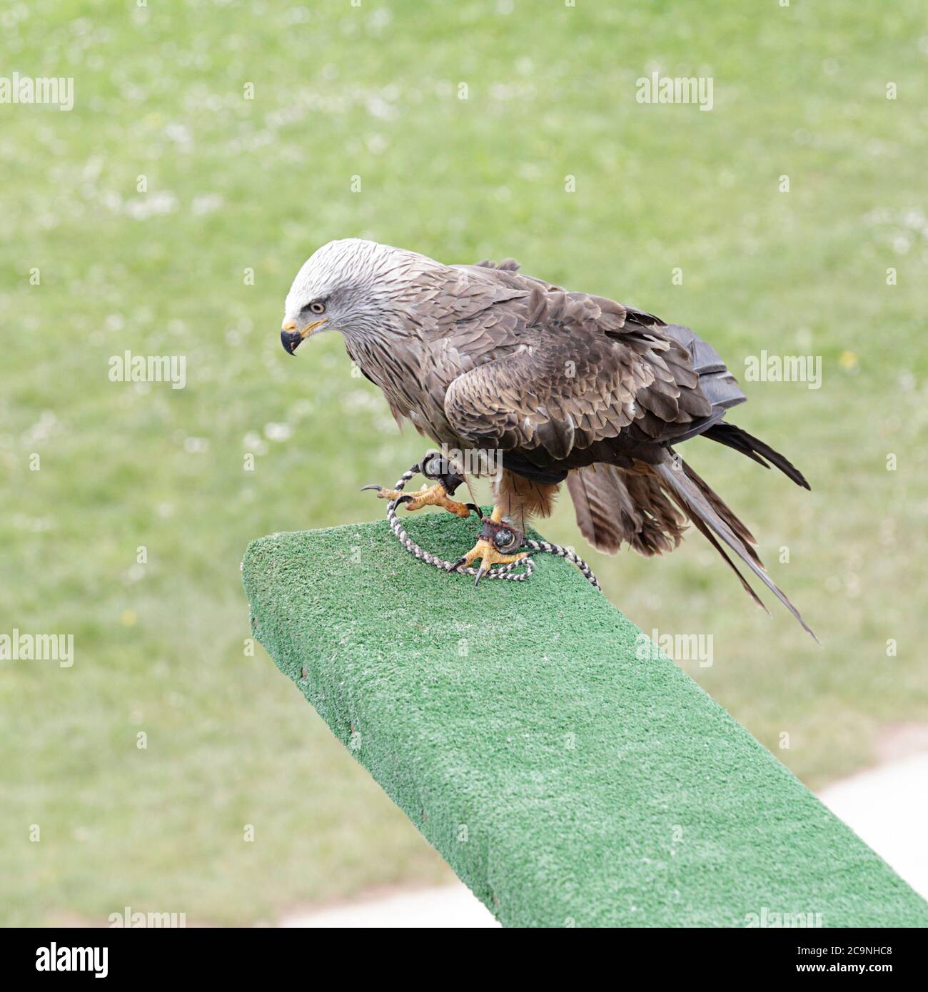 Black kite (Milvus migrans) perched on an innkeeper during a falconry ...