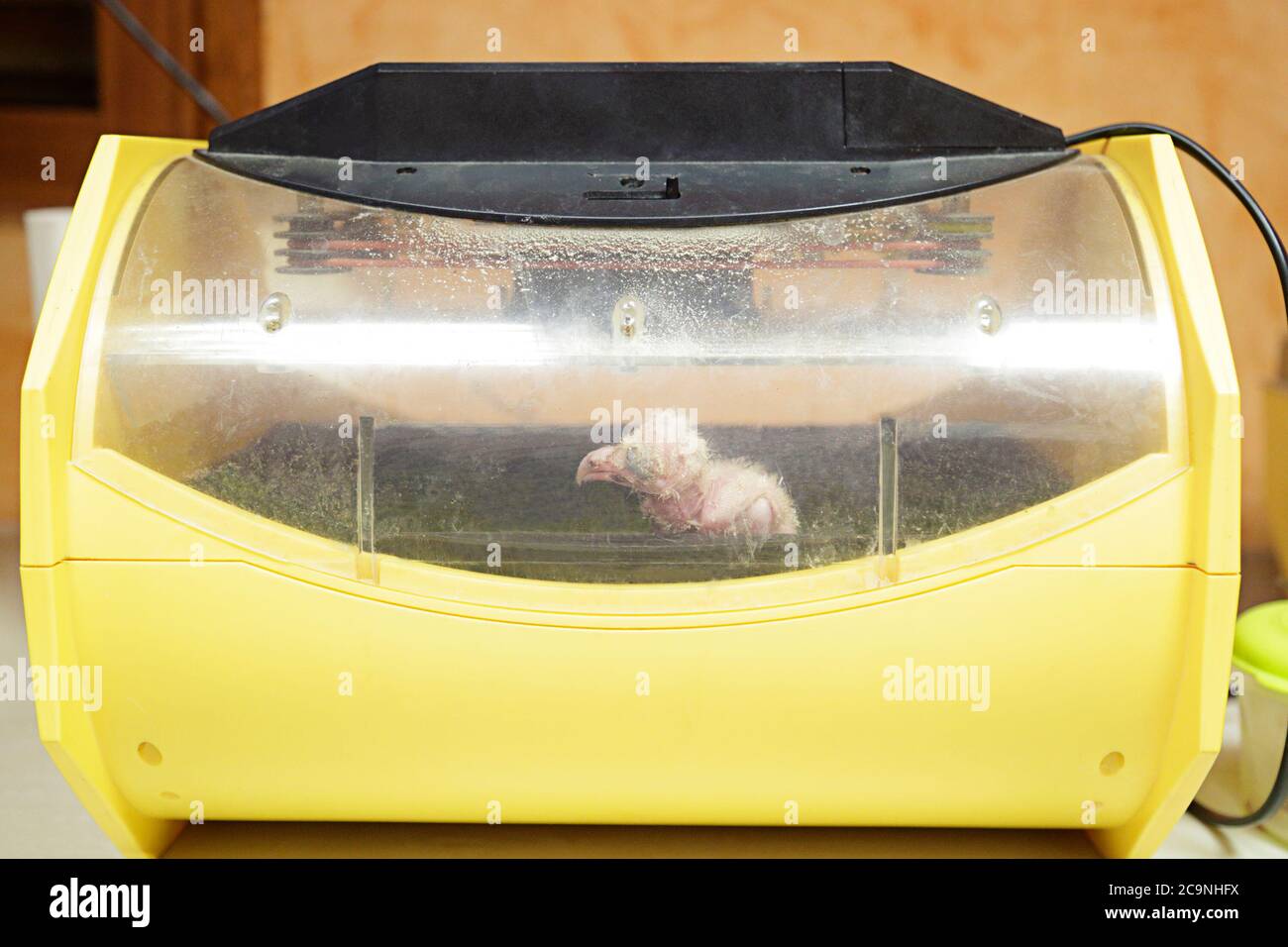 Baby eagle hatching hi-res stock photography and images - Alamy