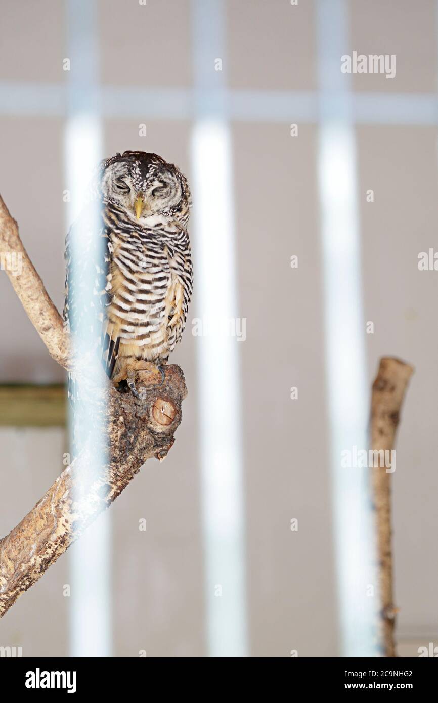 Captive rufous-legged owl (strix rufipes) sleeping inside its cage ...