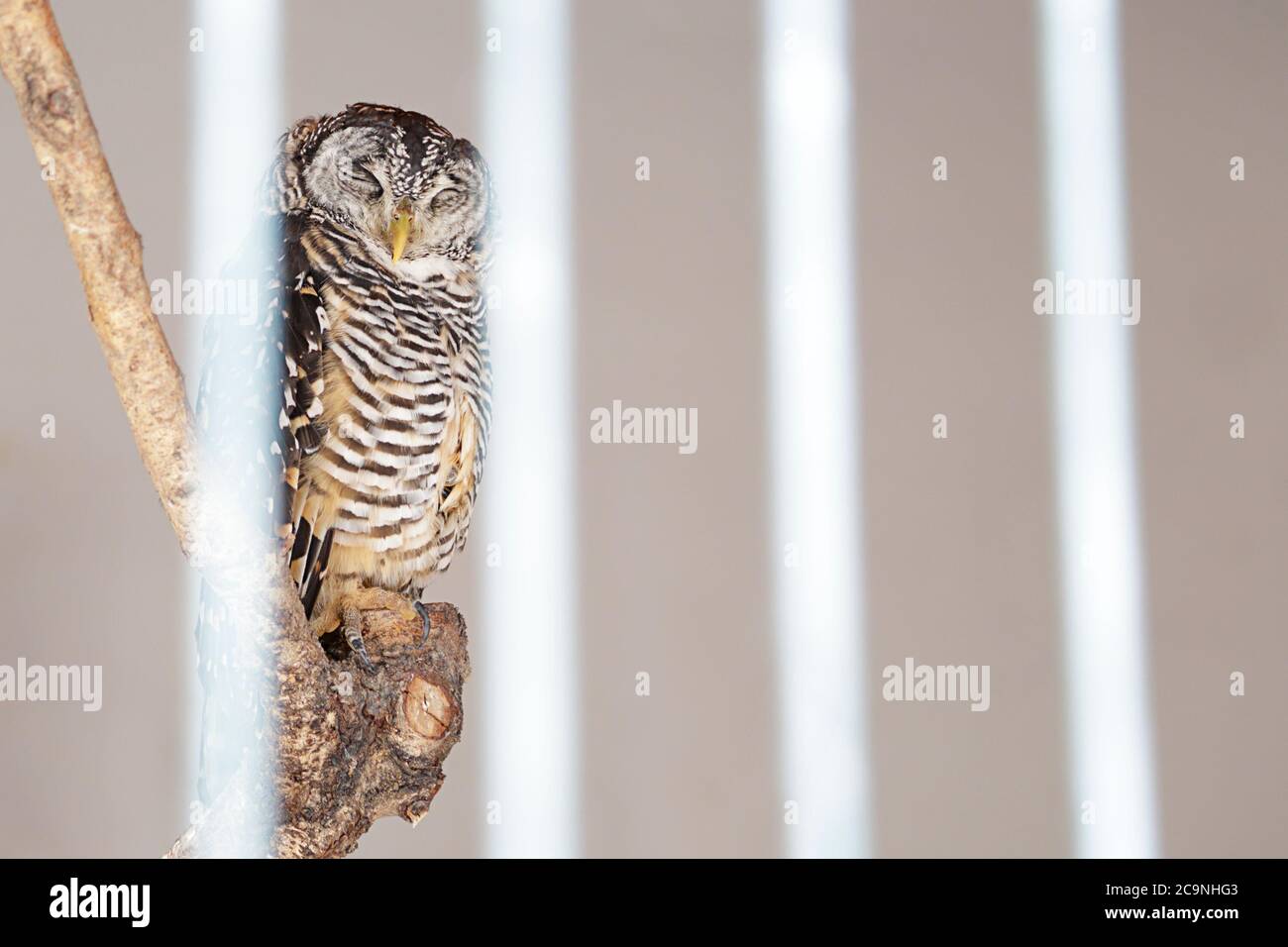 Strix rufipes hi-res stock photography and images - Alamy