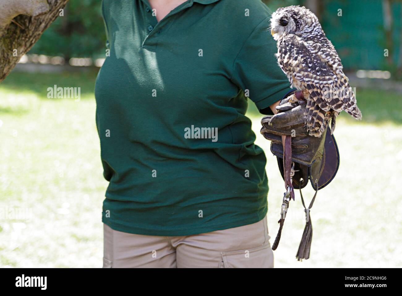 Strix rufipes hi-res stock photography and images - Alamy