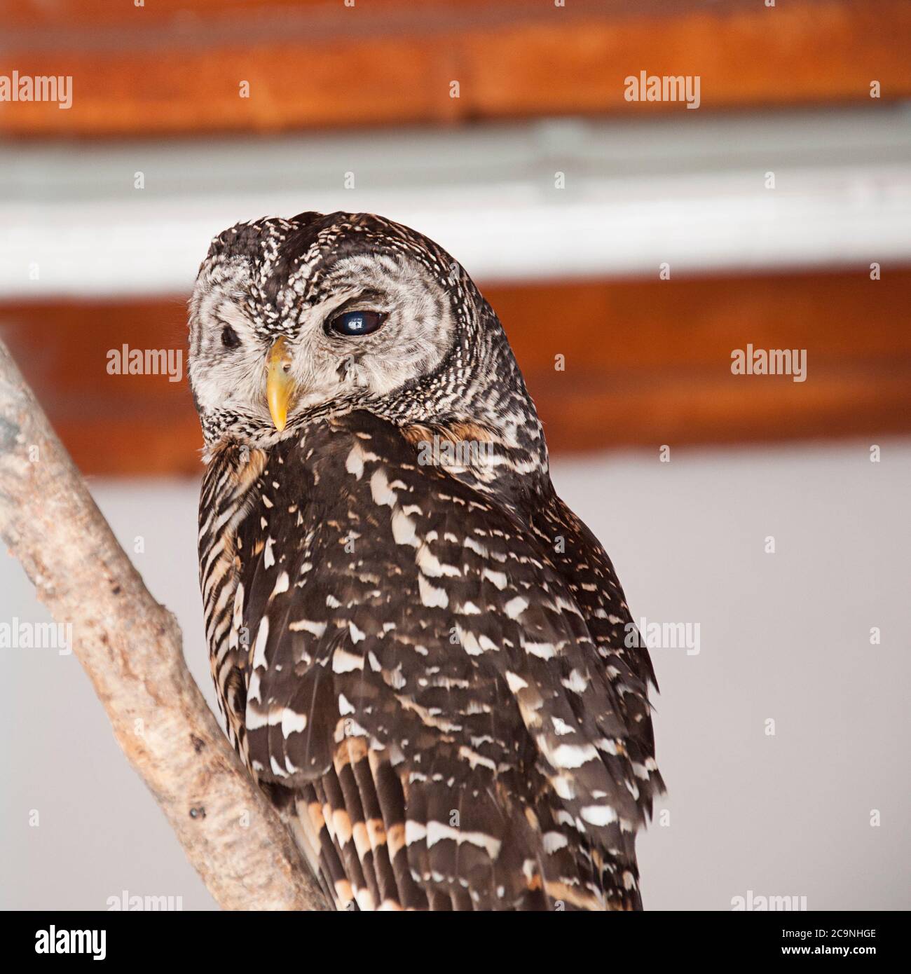 Barred owl (Strix varia Stock Photo - Alamy