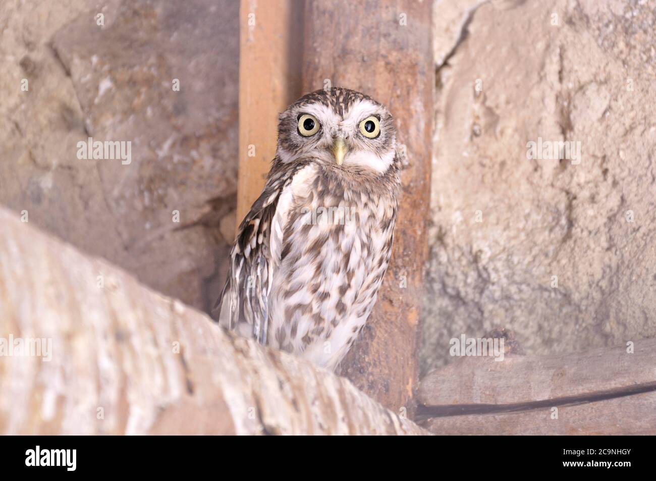 Common white beam hi-res stock photography and images - Alamy