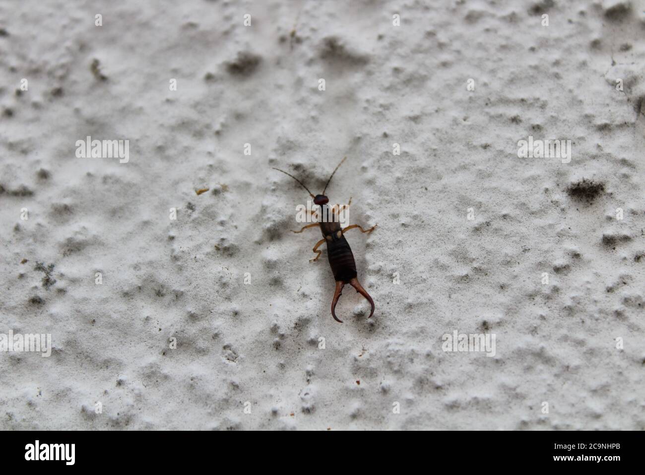 The picture shows an earwig on the white wall Stock Photo - Alamy