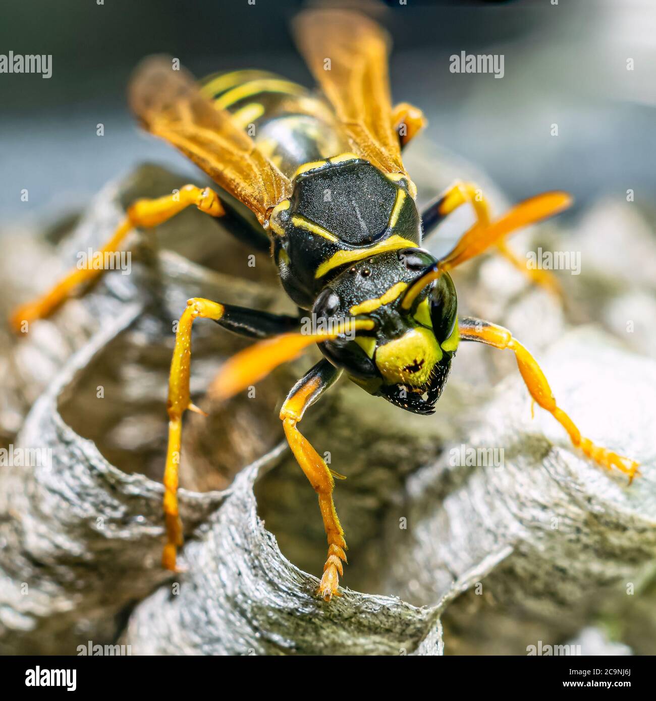 Danger insects hi-res stock photography and images - Alamy