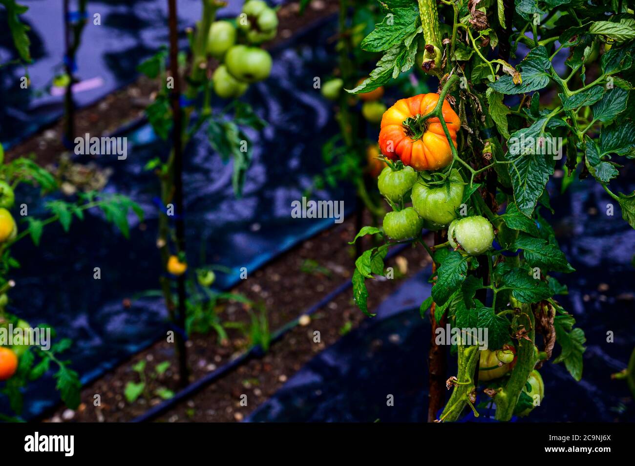 Planta de tomate saludable hi-res stock photography and images - Alamy