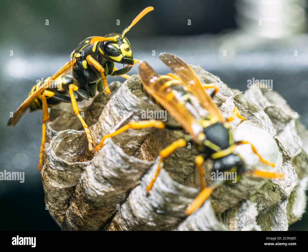 Macro closeup of a wasps' nest with the wasps sitting and protecting ...