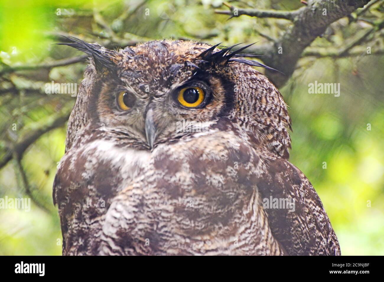Great horned owl in tree hi-res stock photography and images - Alamy
