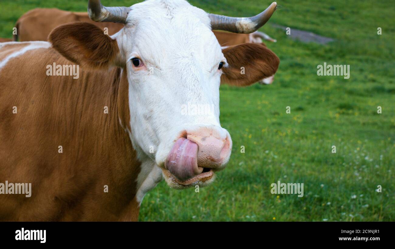 Cattle in a Alpine mountain pasture. Grass fed cows are rich in Omega-3 ...