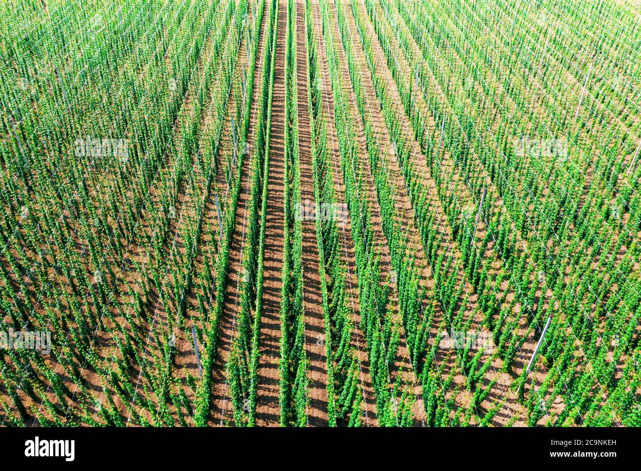Growing hops on the field for use in brewing, aerial view Stock Photo ...