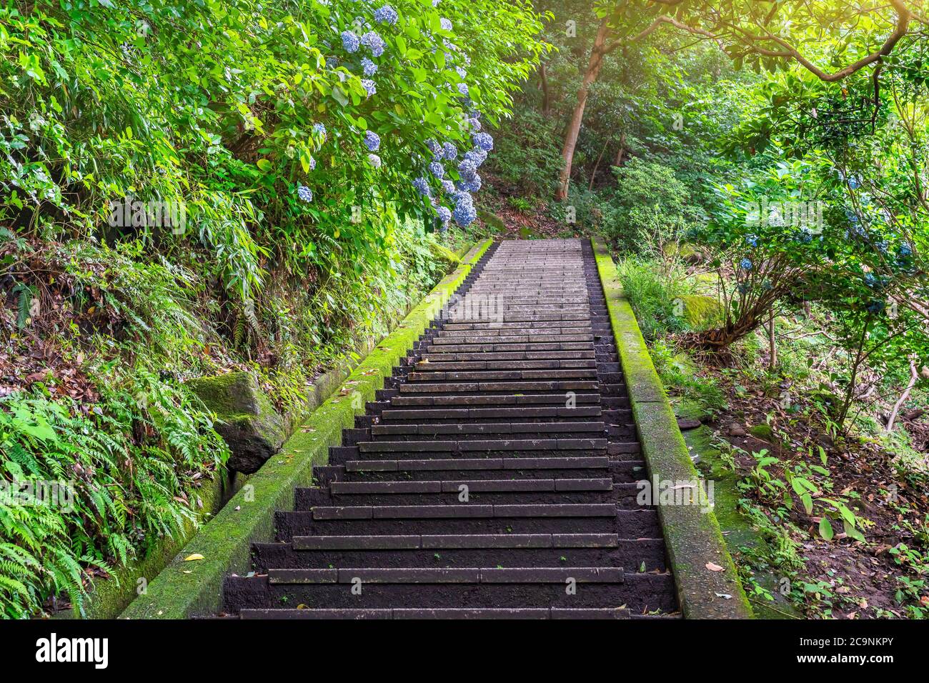 Hydrangea japan forest hi-res stock photography and images - Alamy