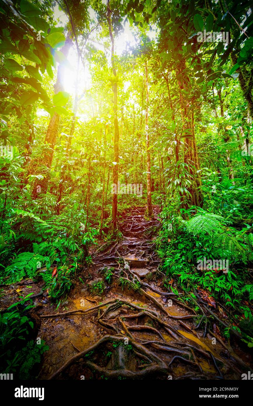 Roots in Basse Terre jungle in Guadeloupe, French west indies. Lesser ...