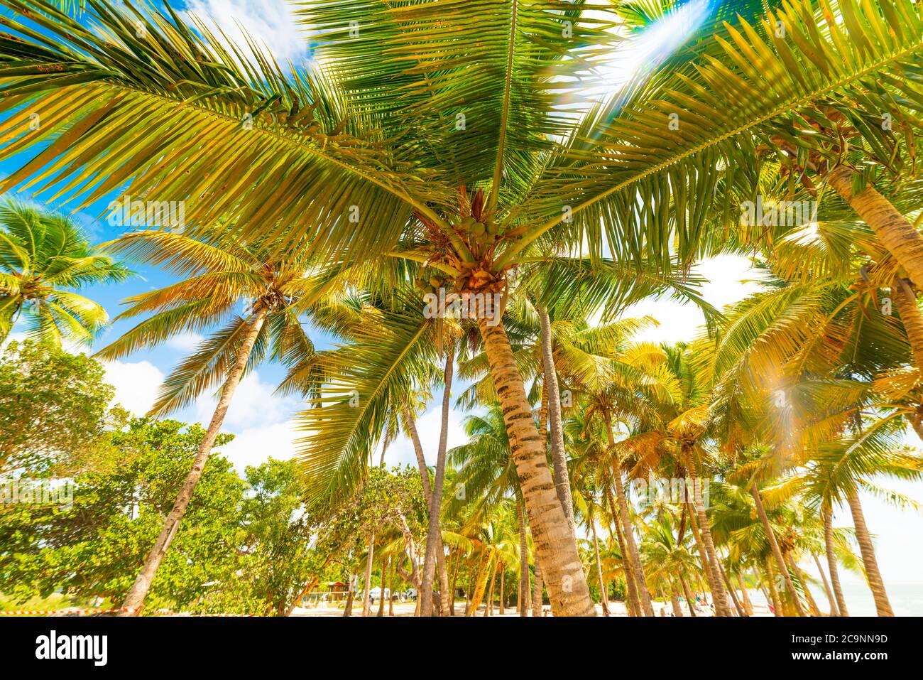 Sun shining over Bois Jolan beach in Guadeloupe, French west indies ...