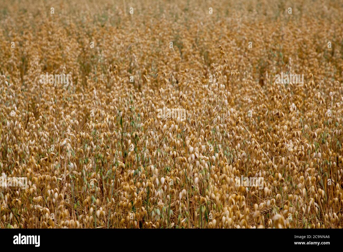 Oats plants hi-res stock photography and images - Alamy