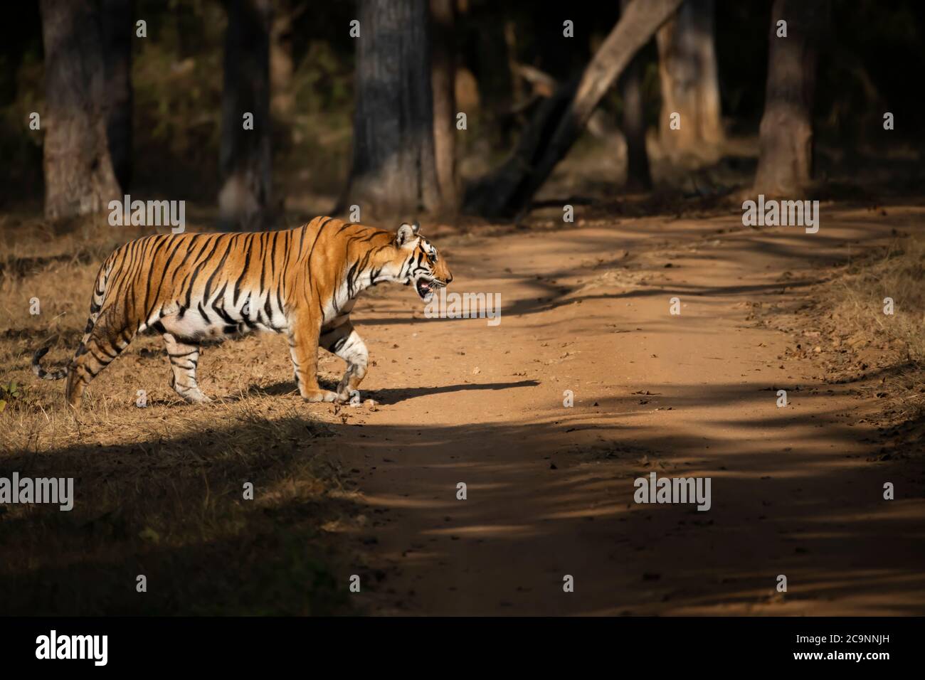 Tiger crossing road in the wild. Image captured from natural forest in ...