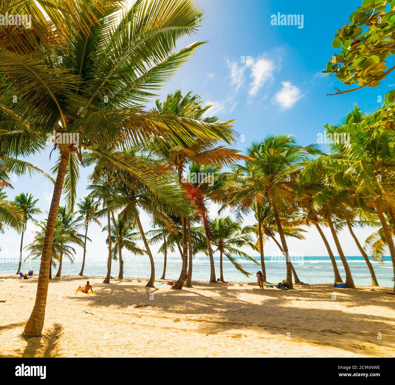 Palm trees and sand in Bois Jolan beach in Guadeloupe, French west ...