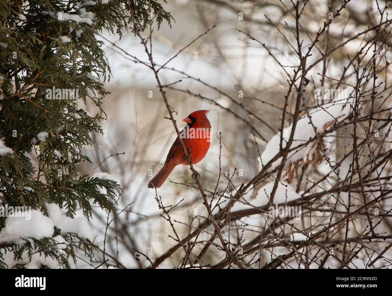A beautiful red Northern Cardinal perched on a snowy branch in a ...