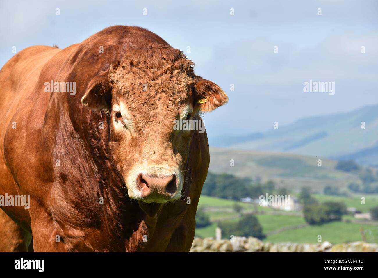 British Limousin Bull out with cows in the Yorkshire Dales, Hawes, UK ...
