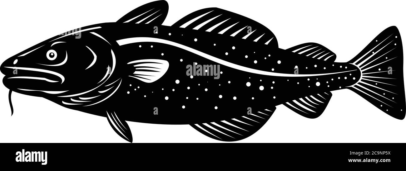 Woodcut style illustration of an Atlantic cod Gadus morhua, a ...