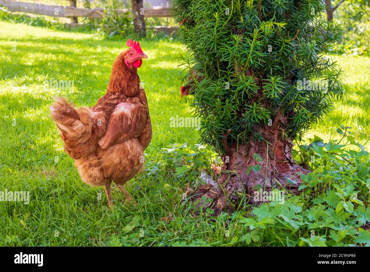 Pasture raised chickens. Organic and healthy farming Stock Photo - Alamy