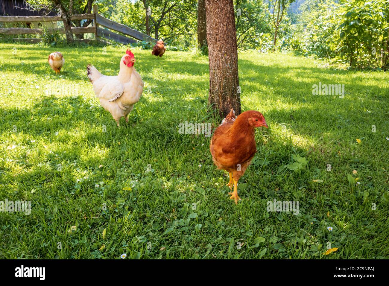 Pasture raised chickens. Organic and healthy farming Stock Photo - Alamy