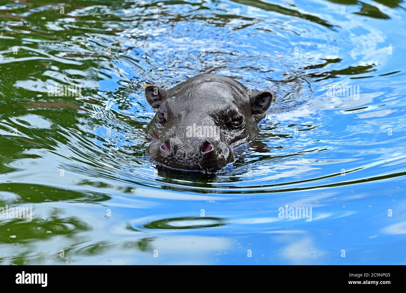 Pygmy hippo choeropsis liberiensis hi-res stock photography and images ...