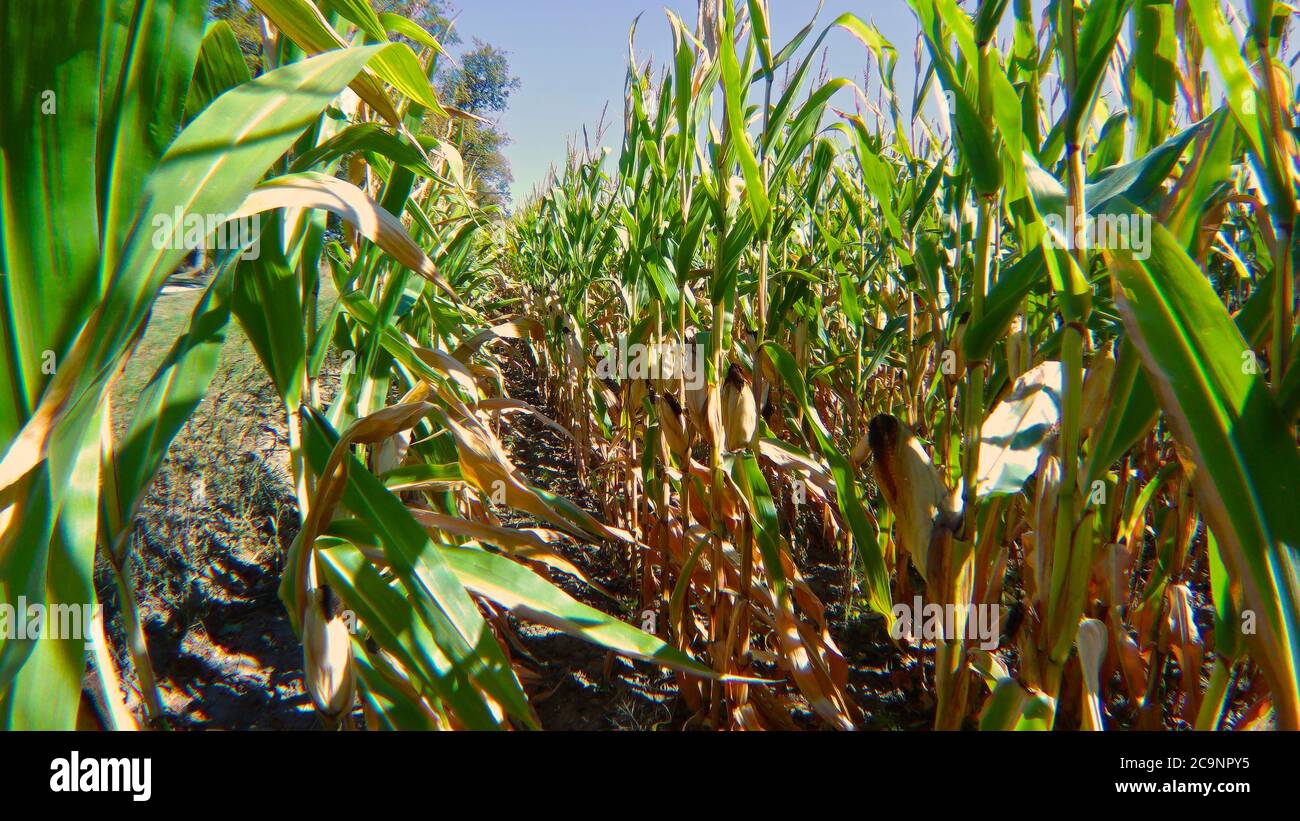 Rows of fresh unpicked corn Stock Photo - Alamy