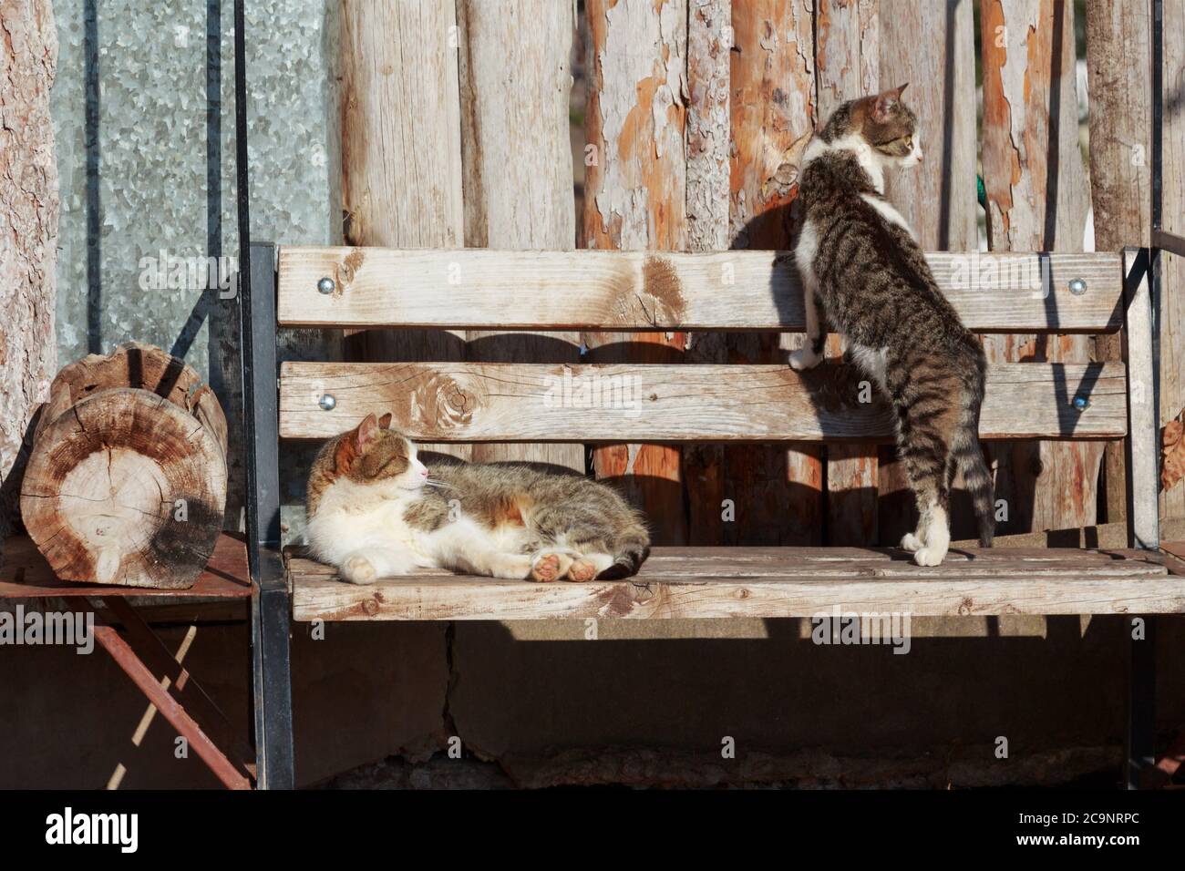 Cute cats on the wooden bench Stock Photo - Alamy