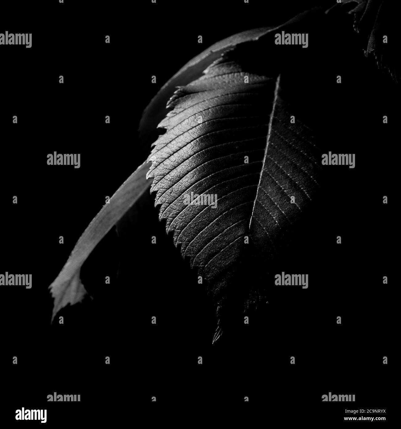 West des Black and White Stock Photos & Images - Alamy