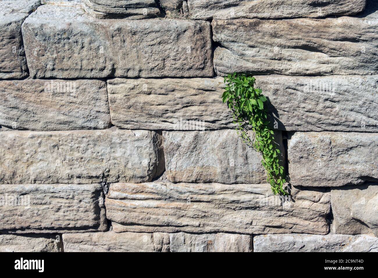 Plant on stone hi-res stock photography and images - Alamy