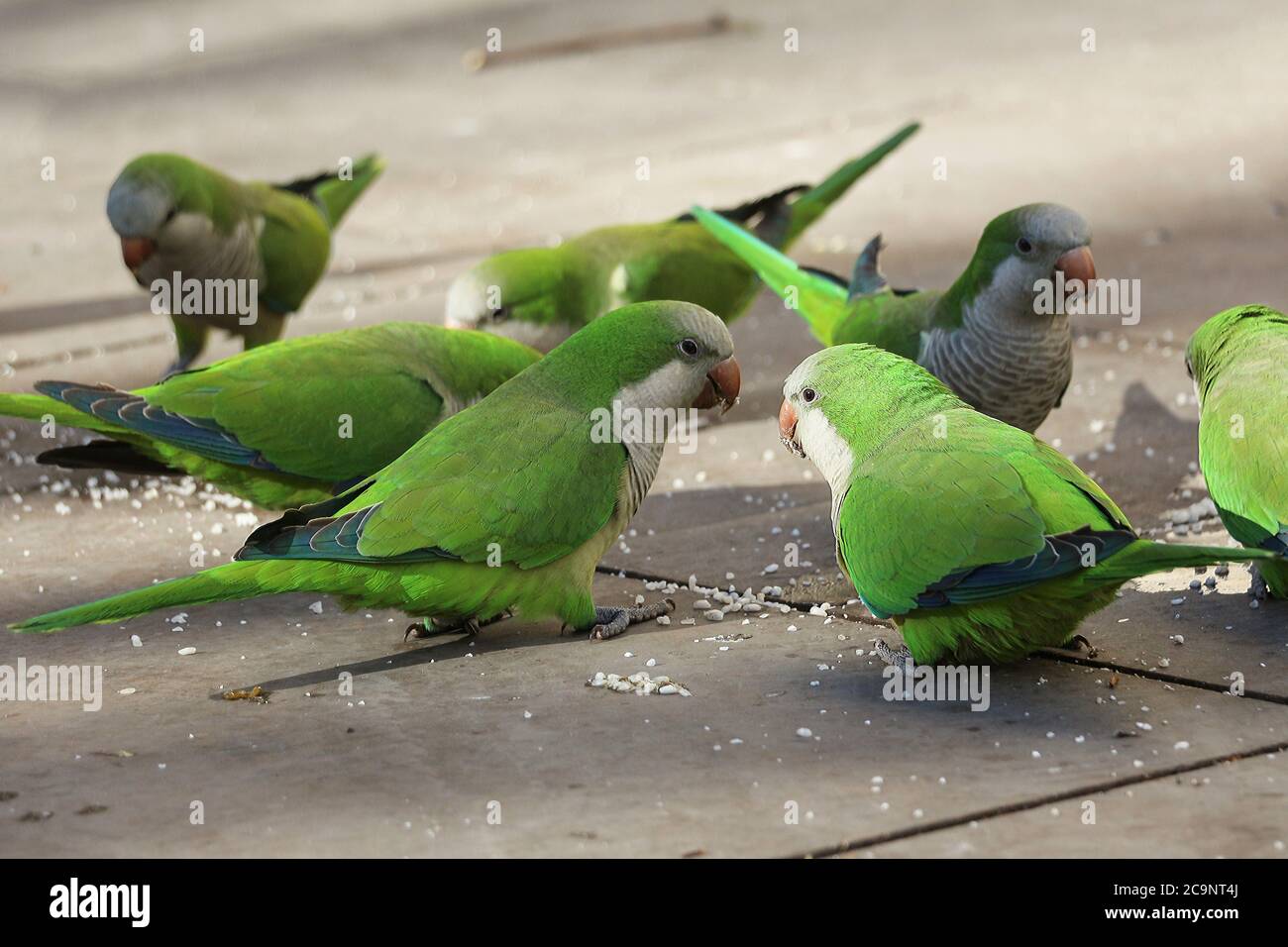 Parrots feeding in the street in Barcelona, Spain Stock Photo - Alamy