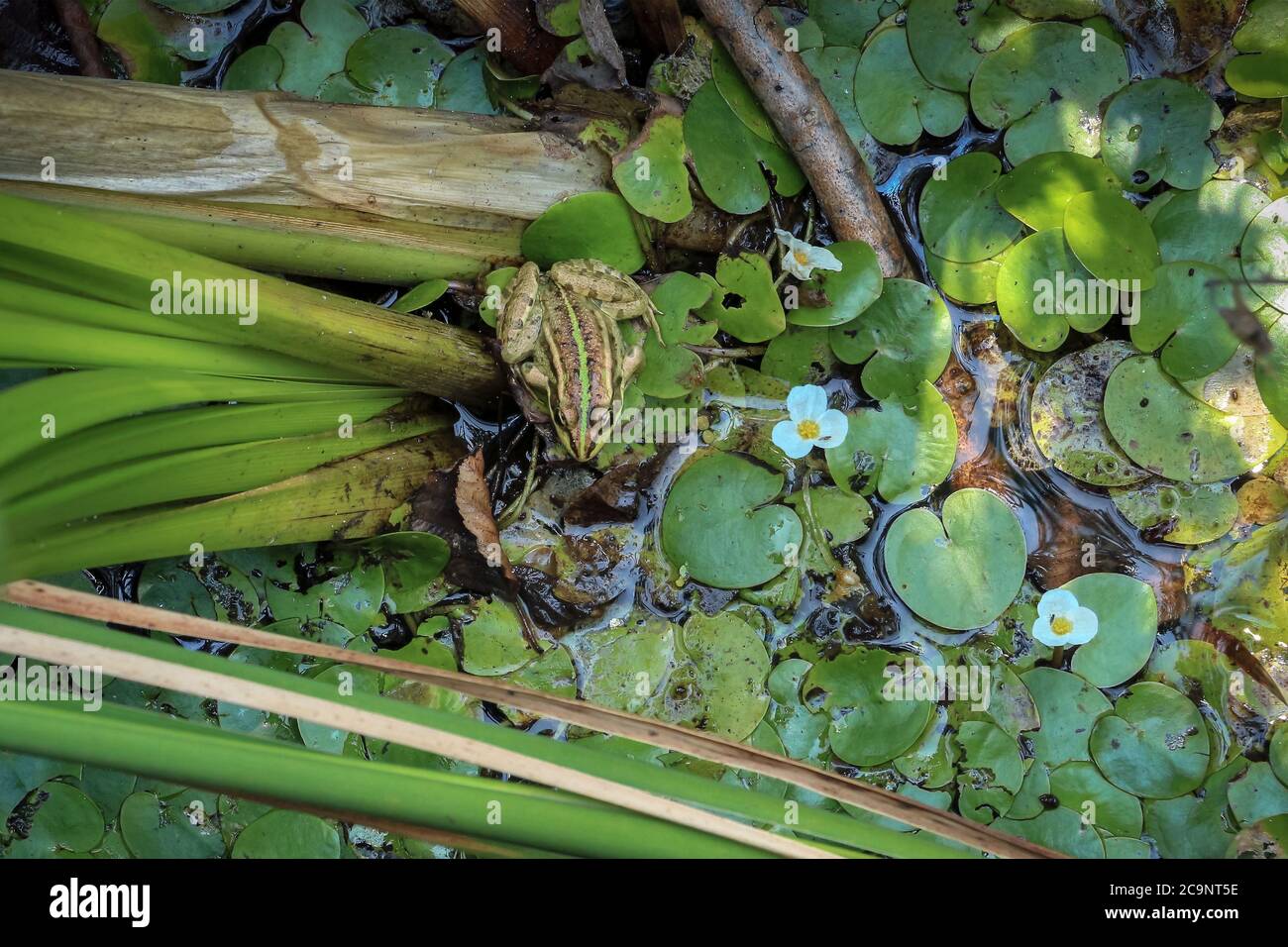Lagoon frog hi-res stock photography and images - Alamy