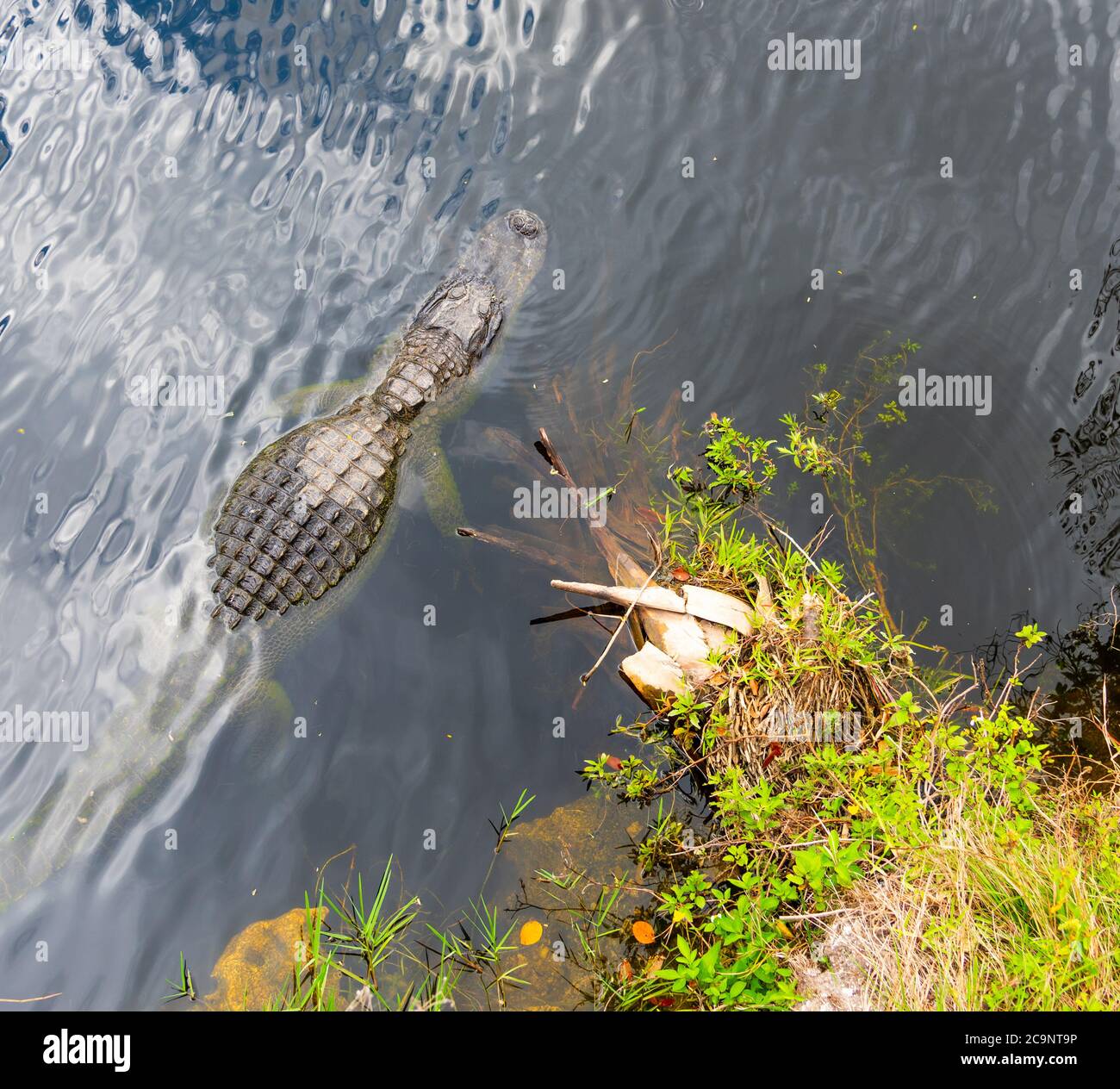 Crocodile seen from above hi-res stock photography and images - Alamy