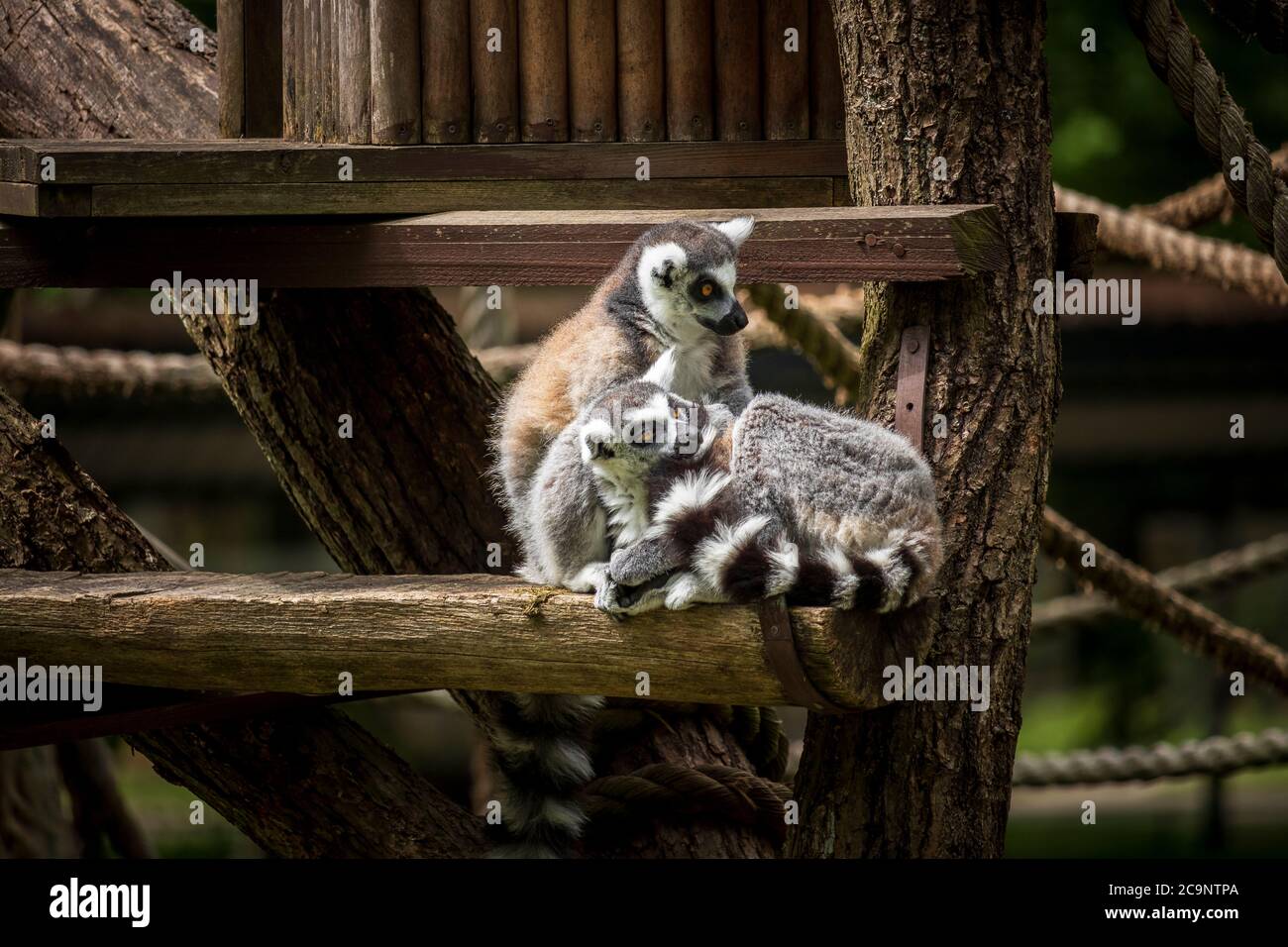 Animals at the Polish Zoo Stock Photo - Alamy