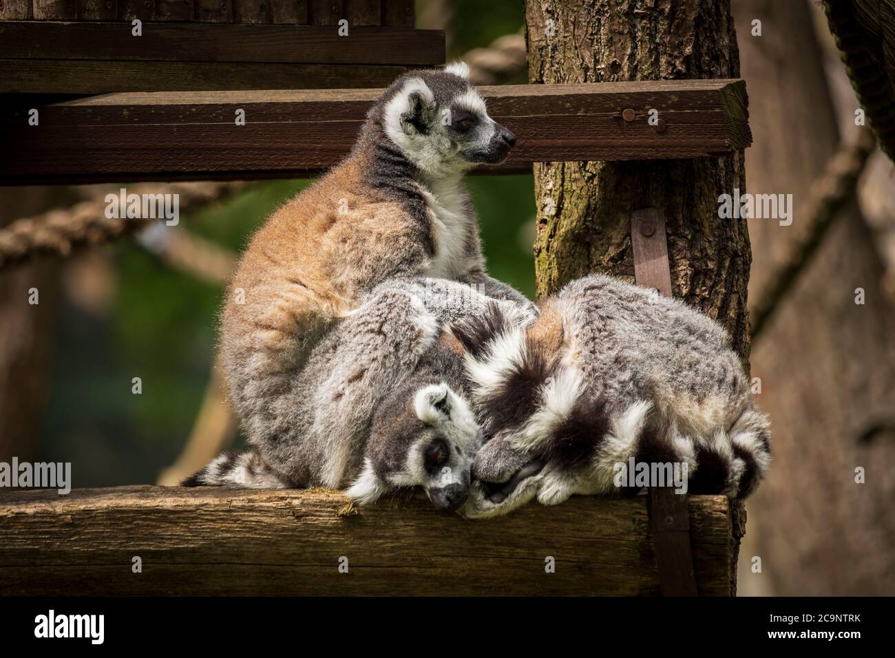 Polish zoo hi-res stock photography and images - Alamy