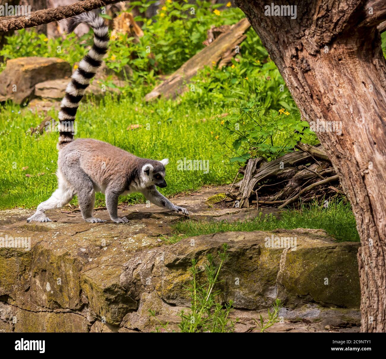 Animals at the Polish Zoo Stock Photo - Alamy