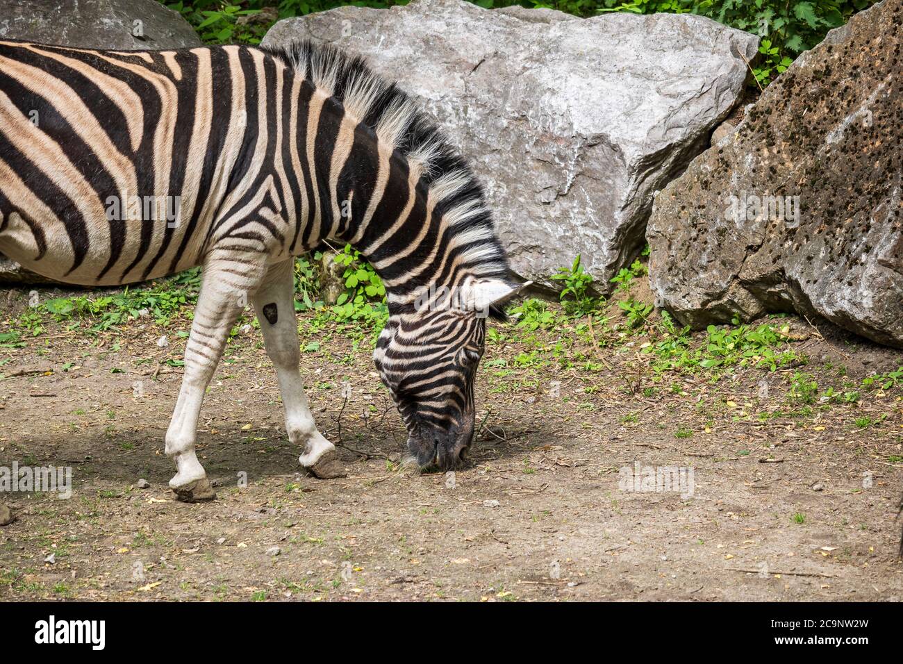 Animals at the Polish Zoo Stock Photo - Alamy