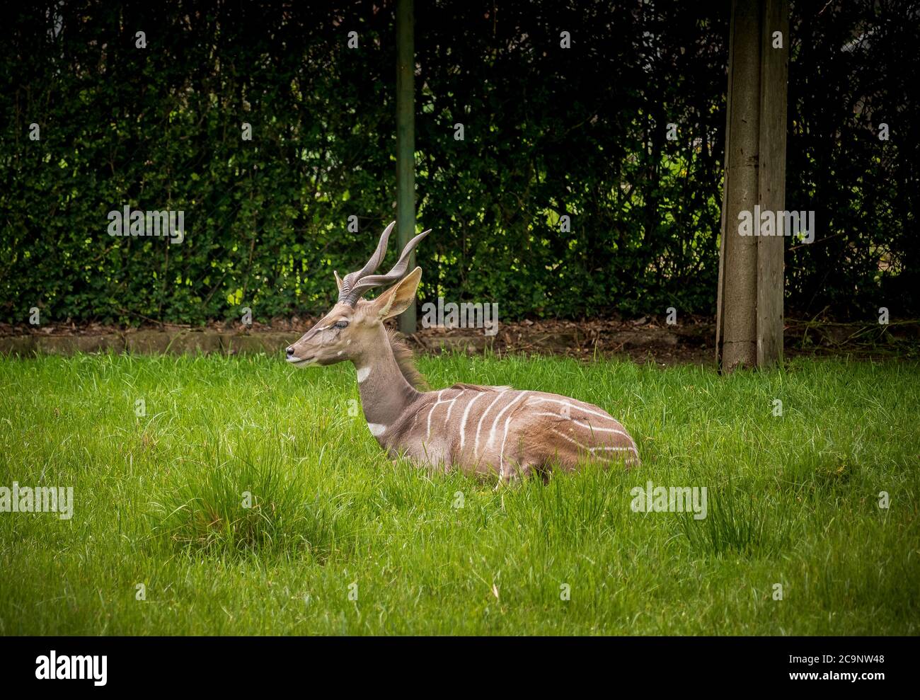 Animals at the Polish Zoo Stock Photo - Alamy