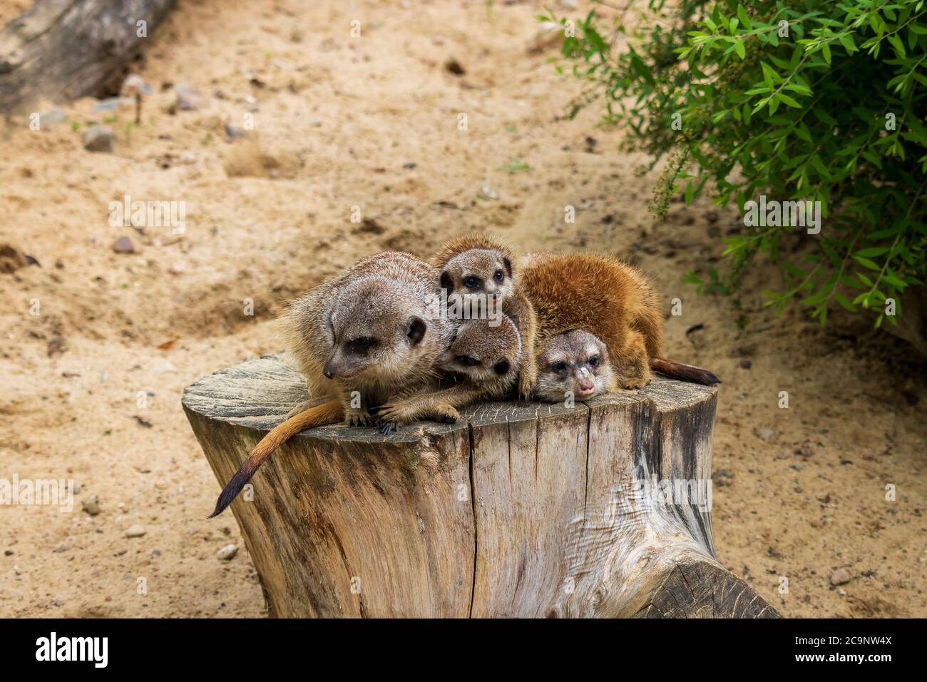 Animals at the Polish Zoo Stock Photo - Alamy