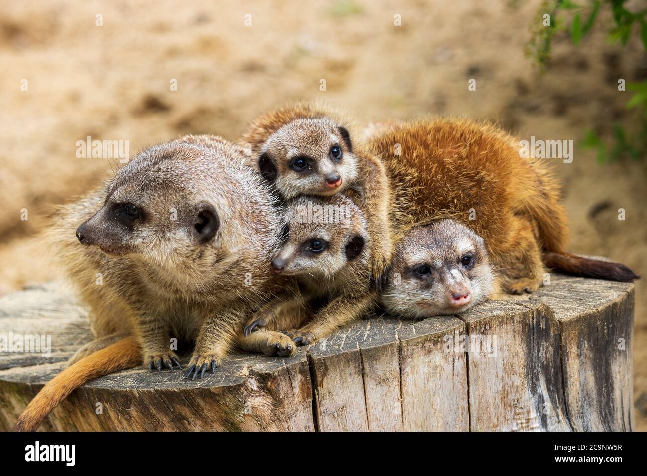 Animals at the Polish Zoo Stock Photo - Alamy