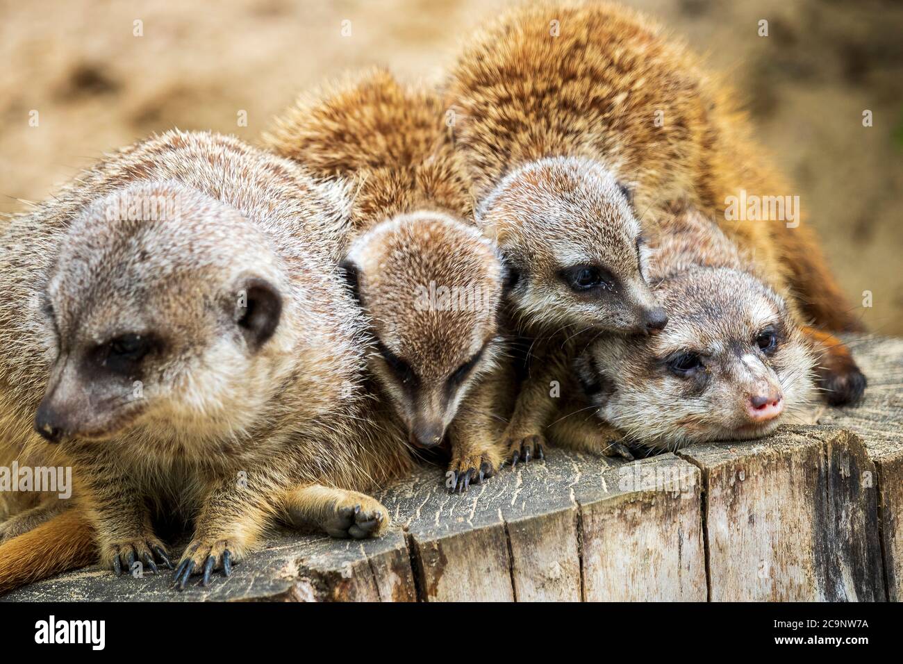 Animals at the Polish Zoo Stock Photo - Alamy