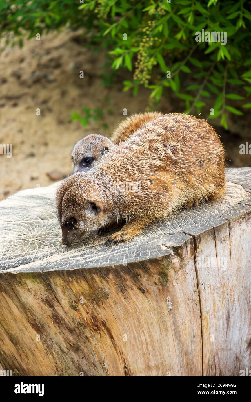 Animals at the Polish Zoo Stock Photo - Alamy
